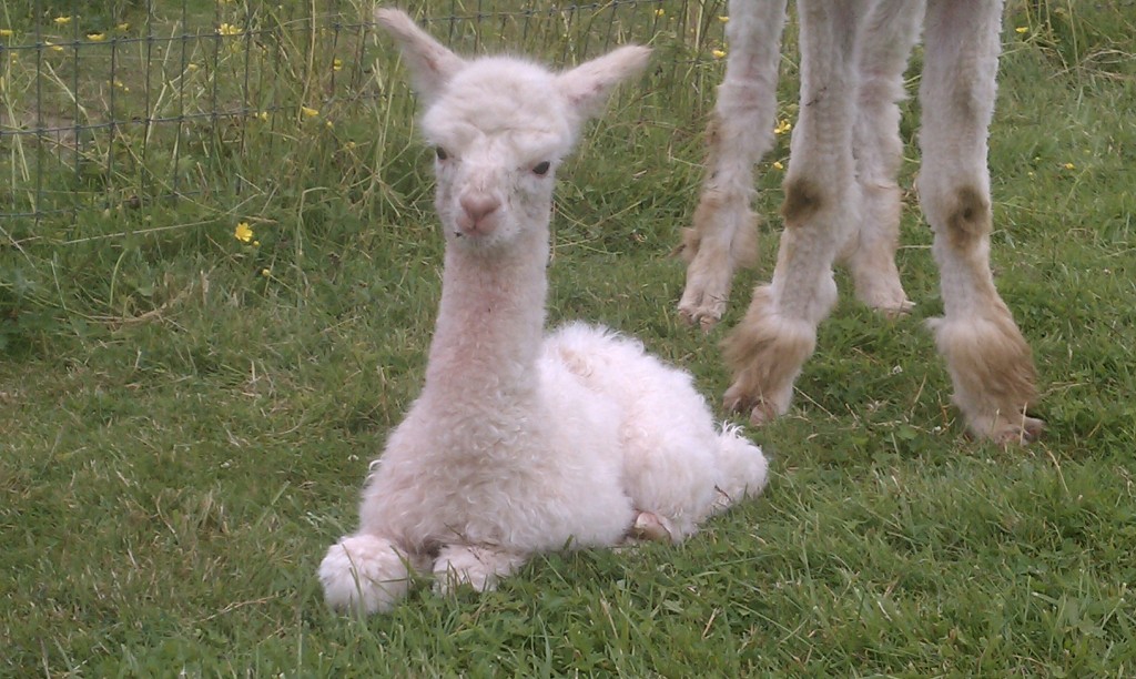 Alpaca Babies! · Growing Season